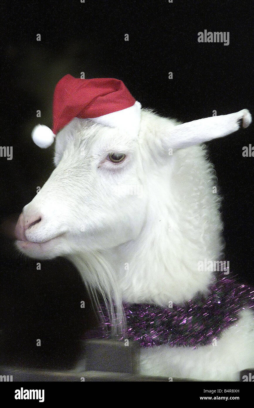 Goat in christmas hat hi-res stock photography and images - Alamy