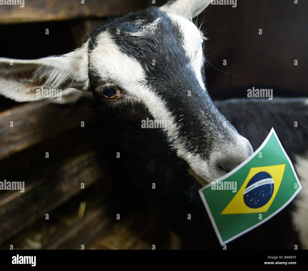 Ronaldo the goat shows his true colours at Whitehouse Farm in Morpeth ...