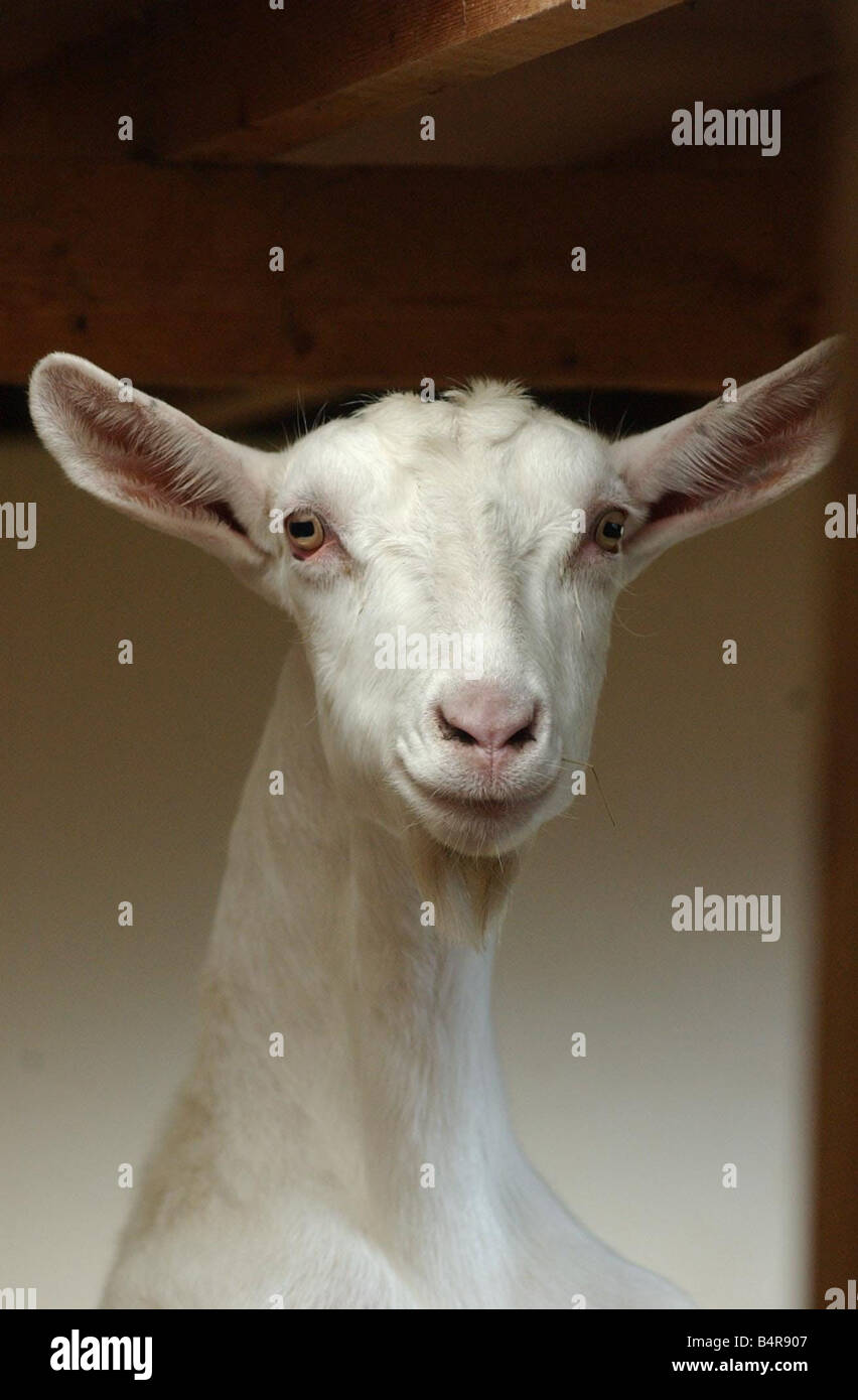 A white goat 01 01 01 Stock Photo - Alamy