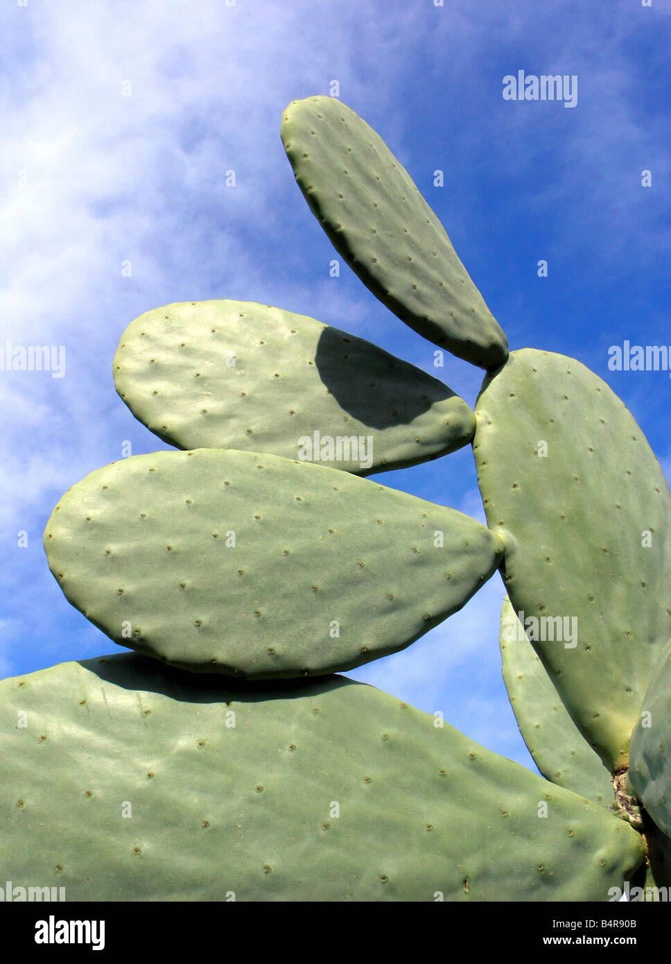 Ficodindia High Resolution Stock Photography and Images - Alamy