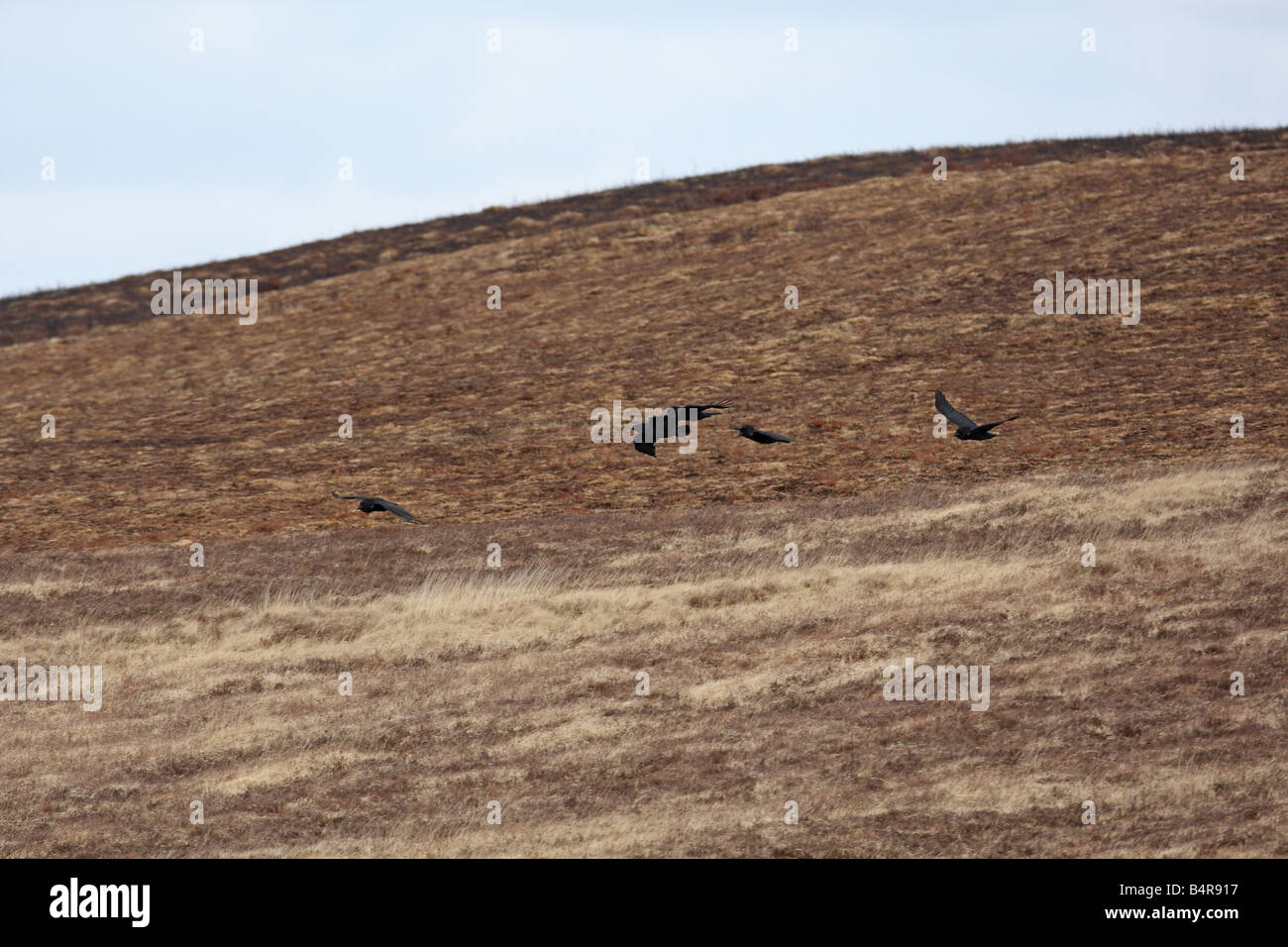 Corvus group hi-res stock photography and images - Alamy