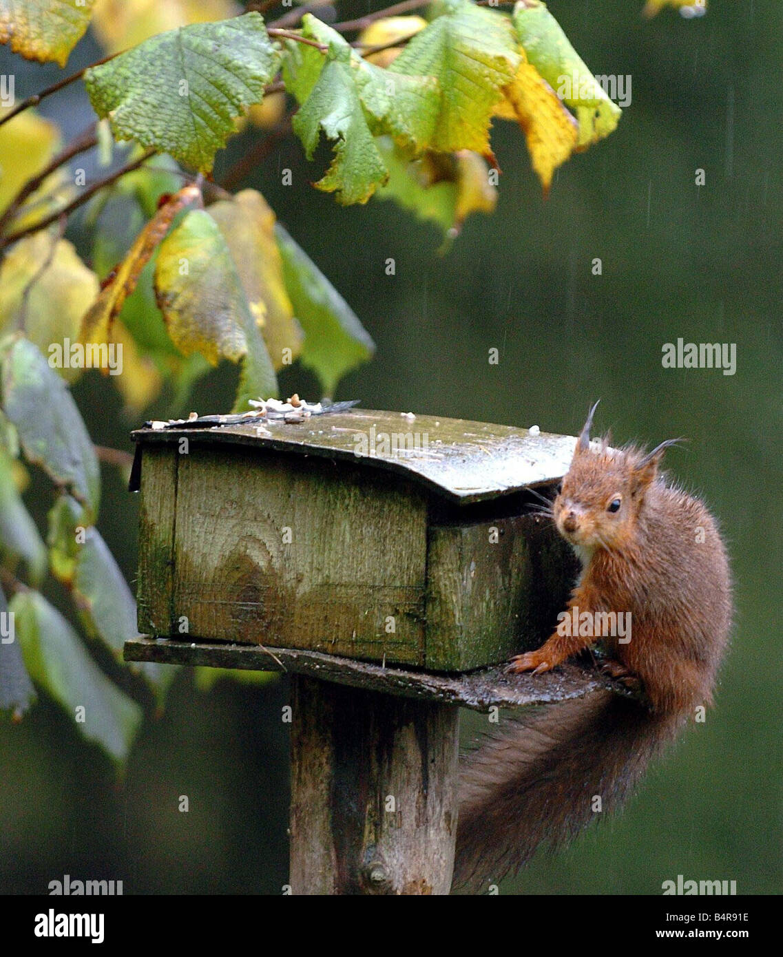 Red Squirrel sanctuaries in Kielder One of the Red Squirrels that comes ...