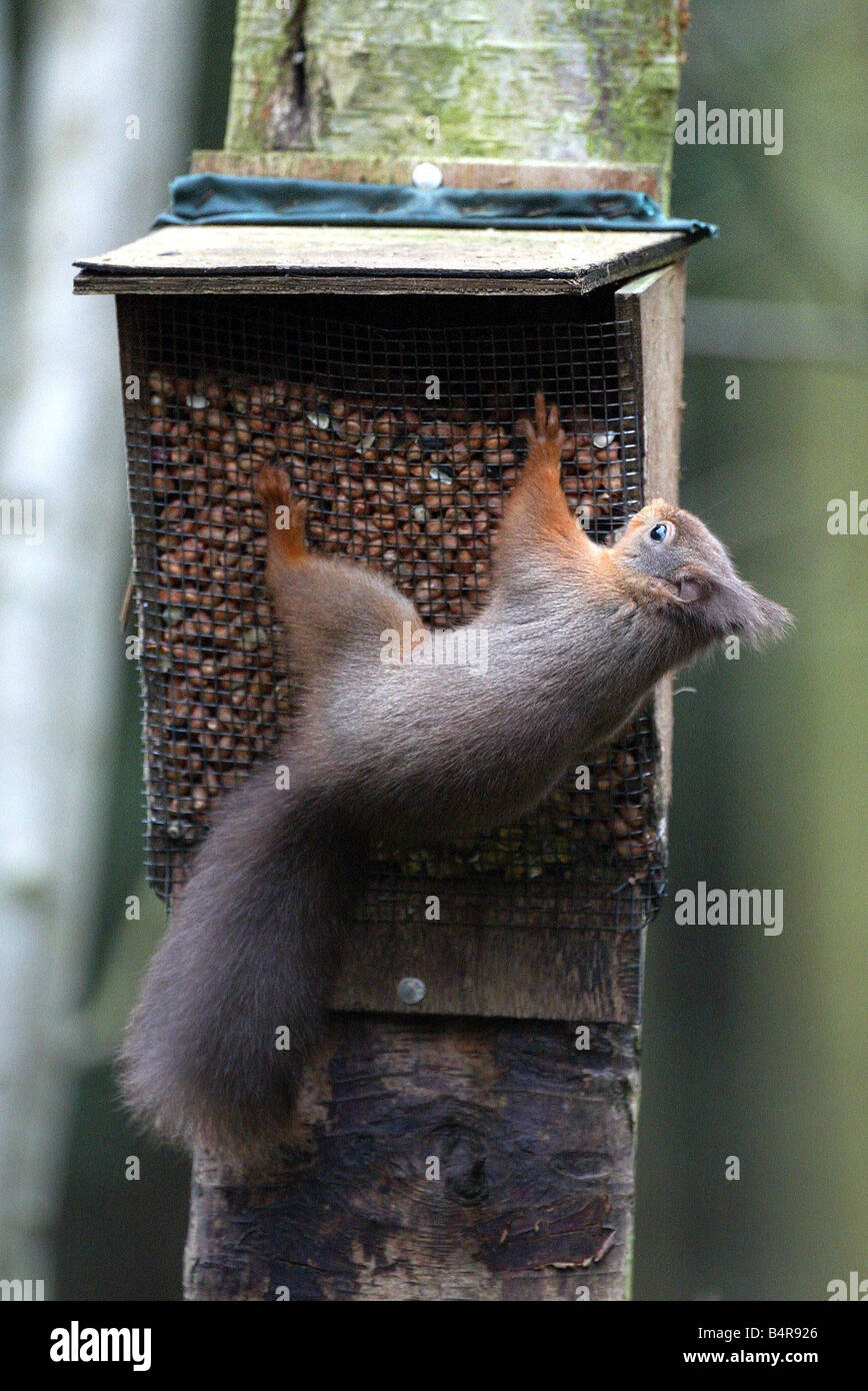 Animals seen from Wallington Hall s wildlife observation hide Red ...