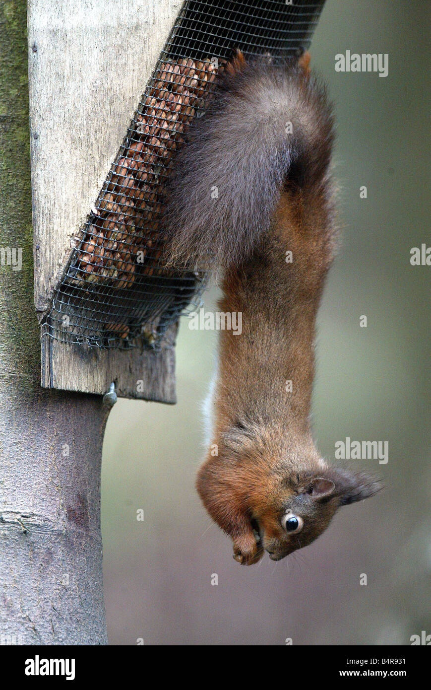 Animals seen from Wallington Hall s wildlife observation hide Red ...