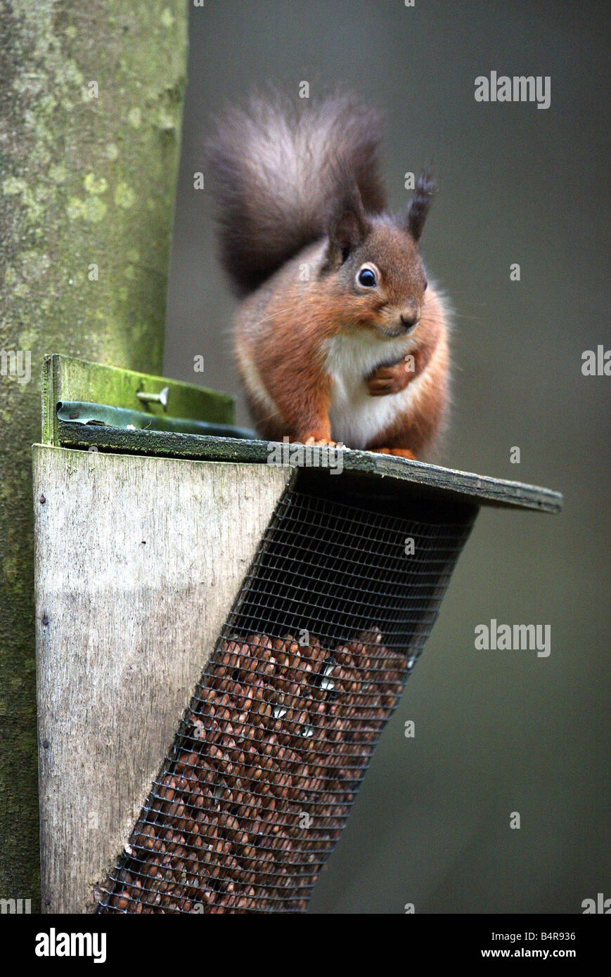 Animals seen from Wallington Hall s wildlife observation hide Red ...