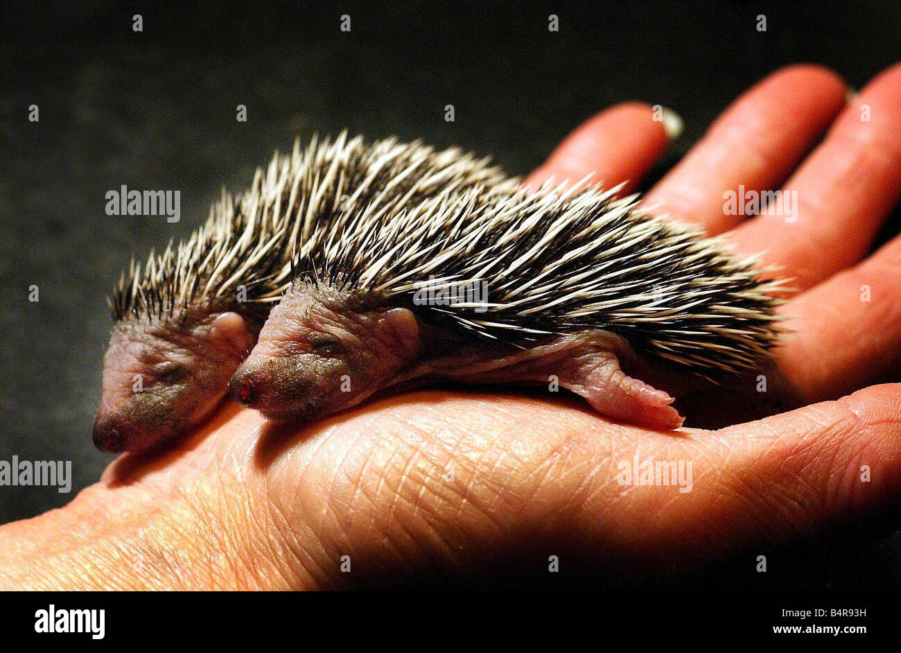 Five day old hedgehogs 01 01 01 Stock Photo - Alamy