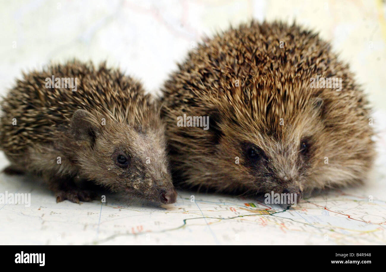 The Shiremoor Hedgehog Rescue Centre have an unusual couple brother and ...