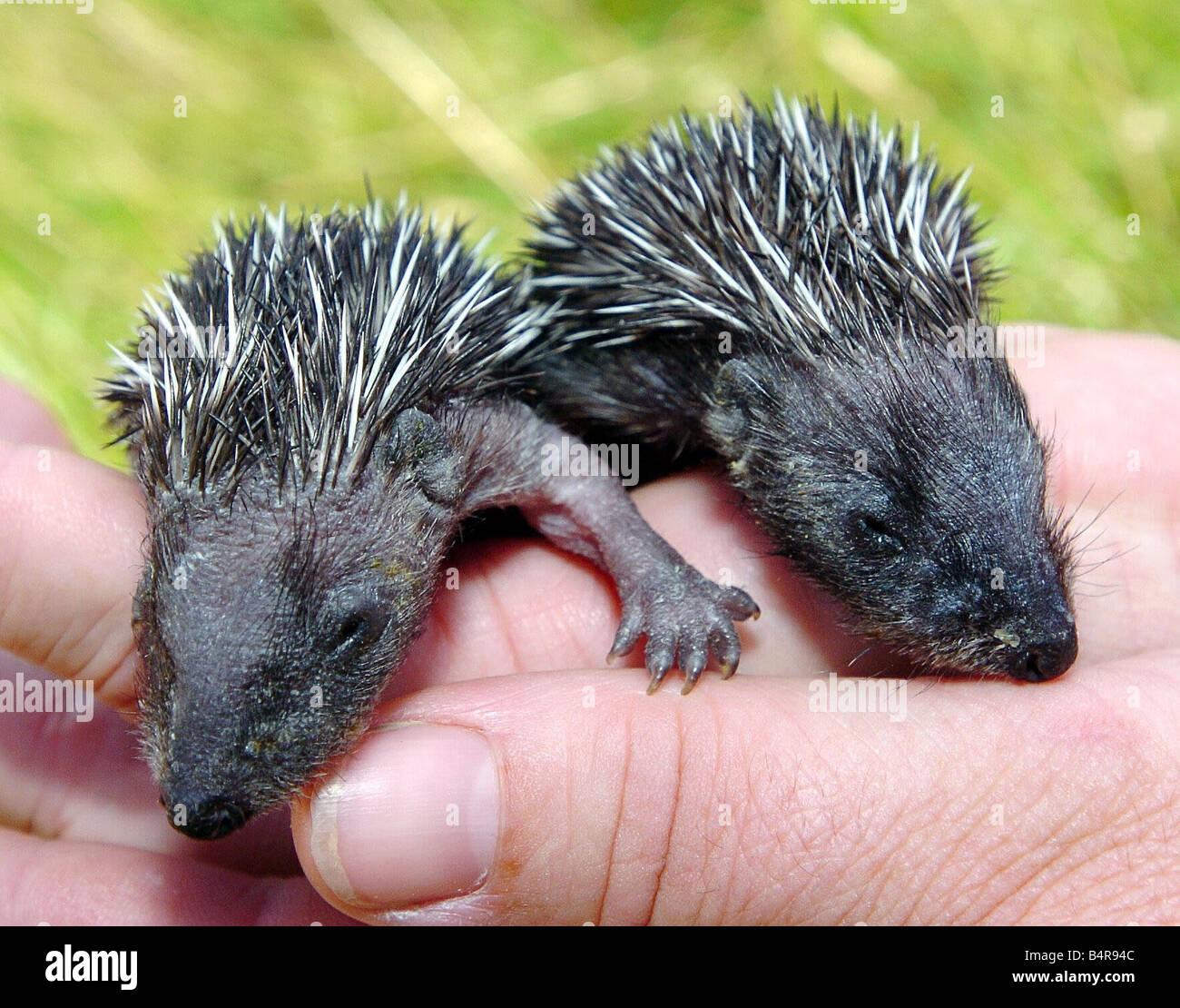 Two baby hedgehogs 29 08 05 Stock Photo - Alamy