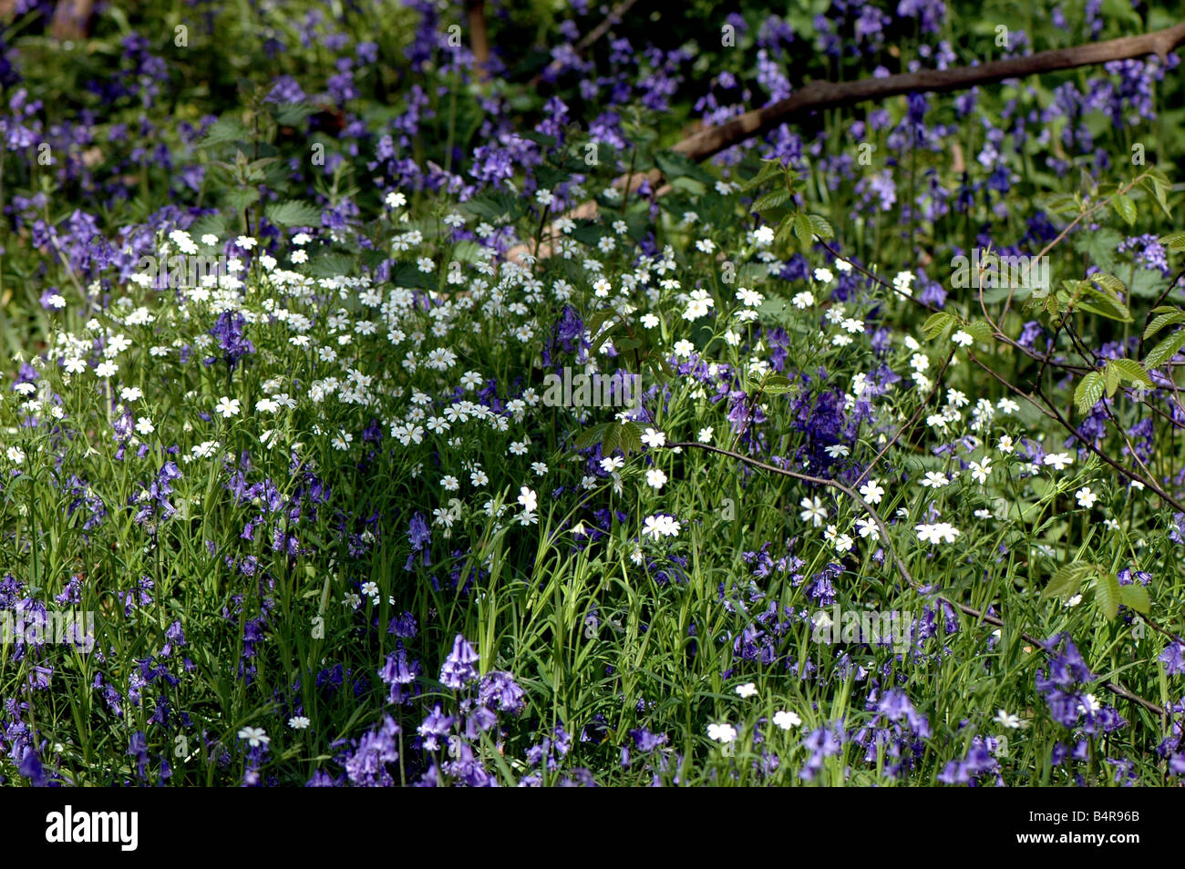 Common stitchwort hi-res stock photography and images - Alamy