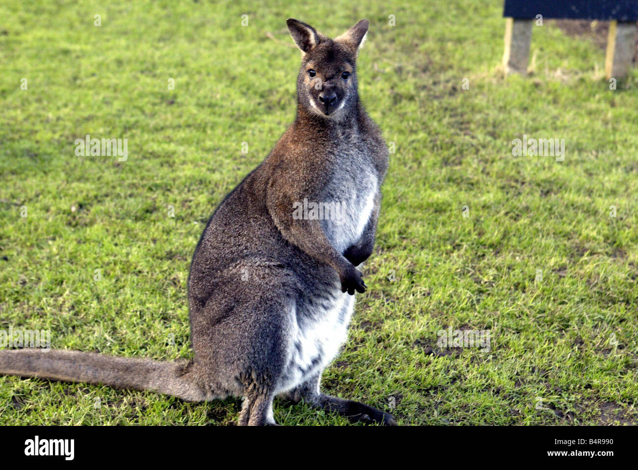 A Wallaby at the Whitehouse Farm Centre near Stannington 12 02 04 Stock ...