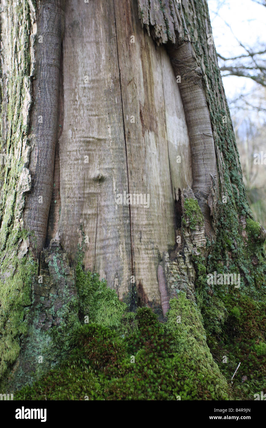 GROWING TREE SHOWING PHYSICAL DAMAGE TO TRUNK Stock Photo - Alamy