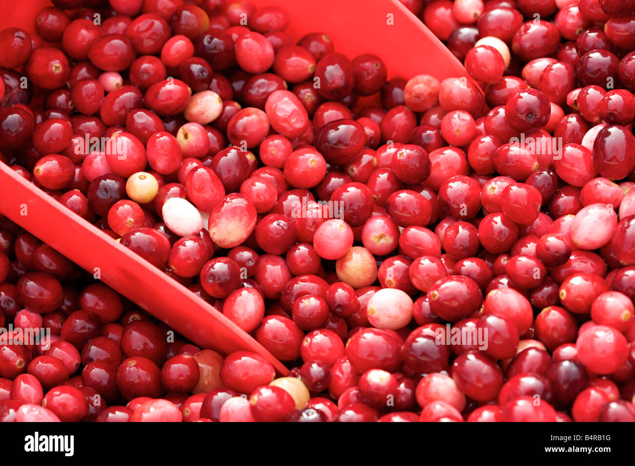 Harvesting cranberries in canada hi-res stock photography and images ...