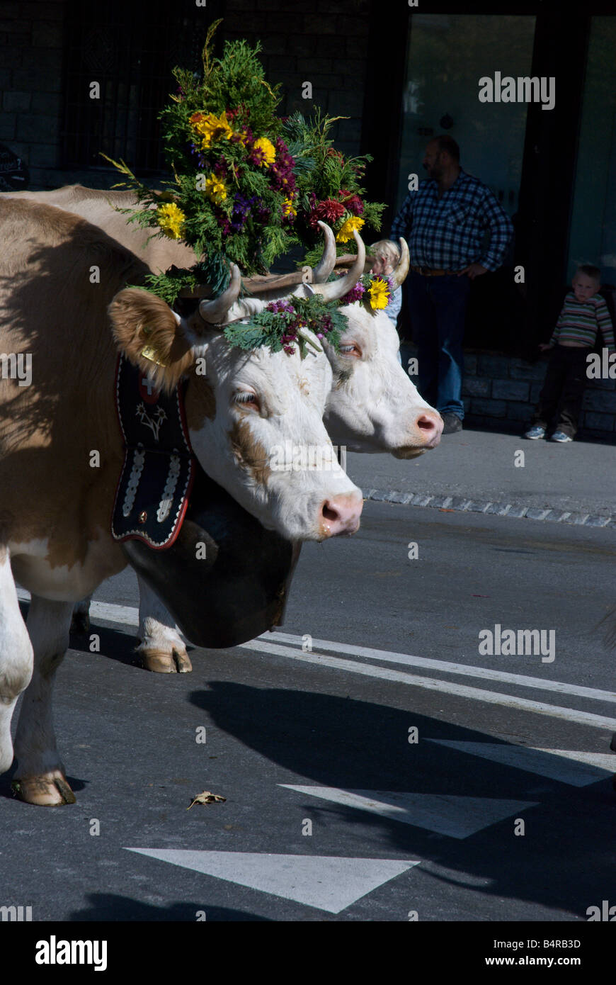 Cows wearing a flower headdress for the annual Alpenfest and crowning ...