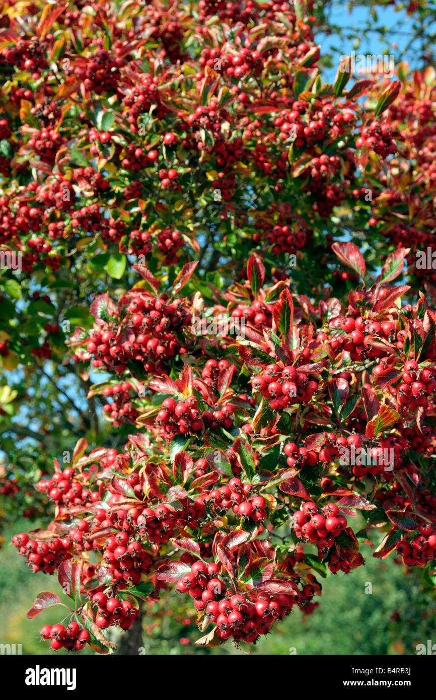 Crataegus prunifolius hi-res stock photography and images - Alamy