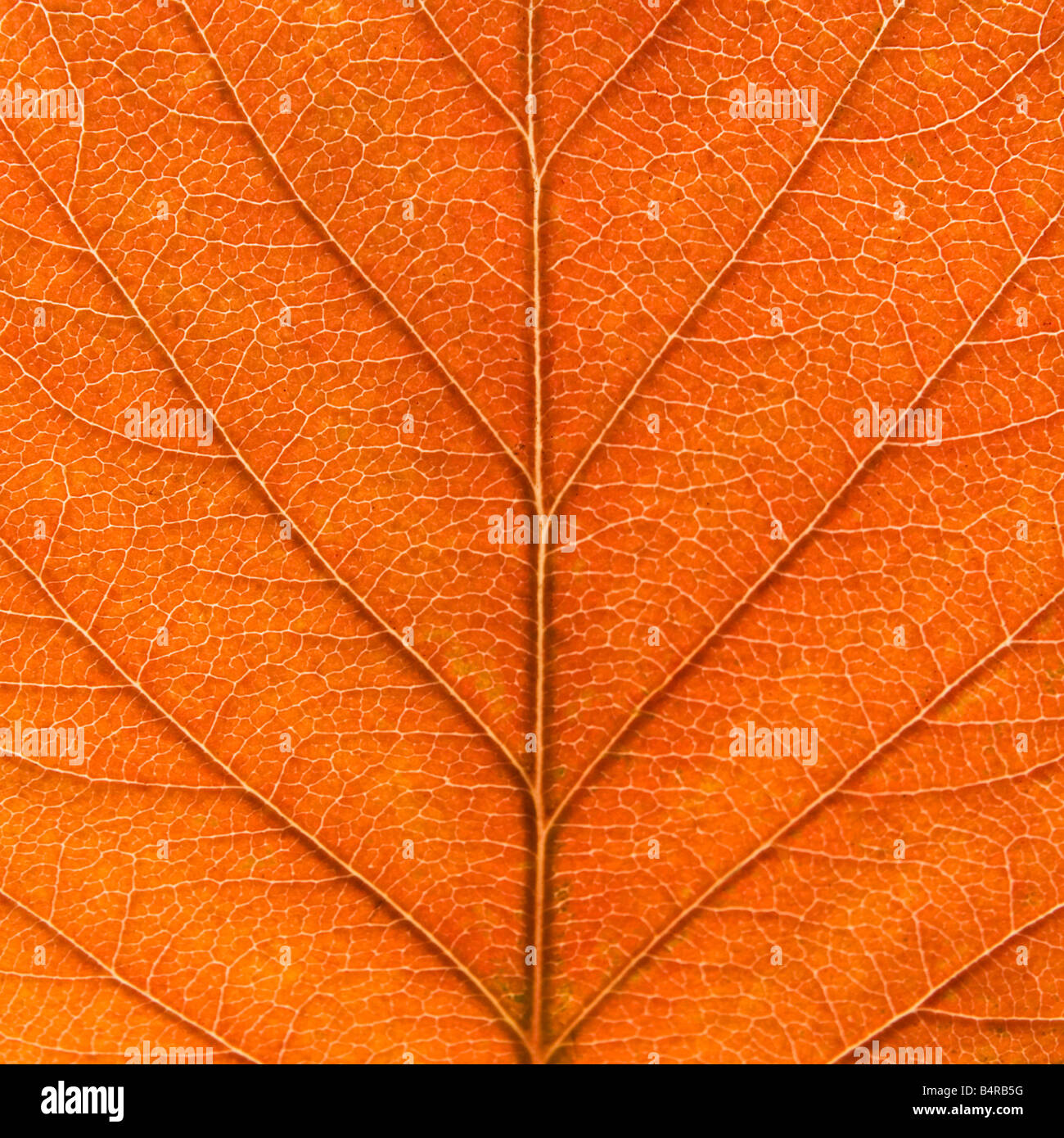 Square leaf hi-res stock photography and images - Alamy