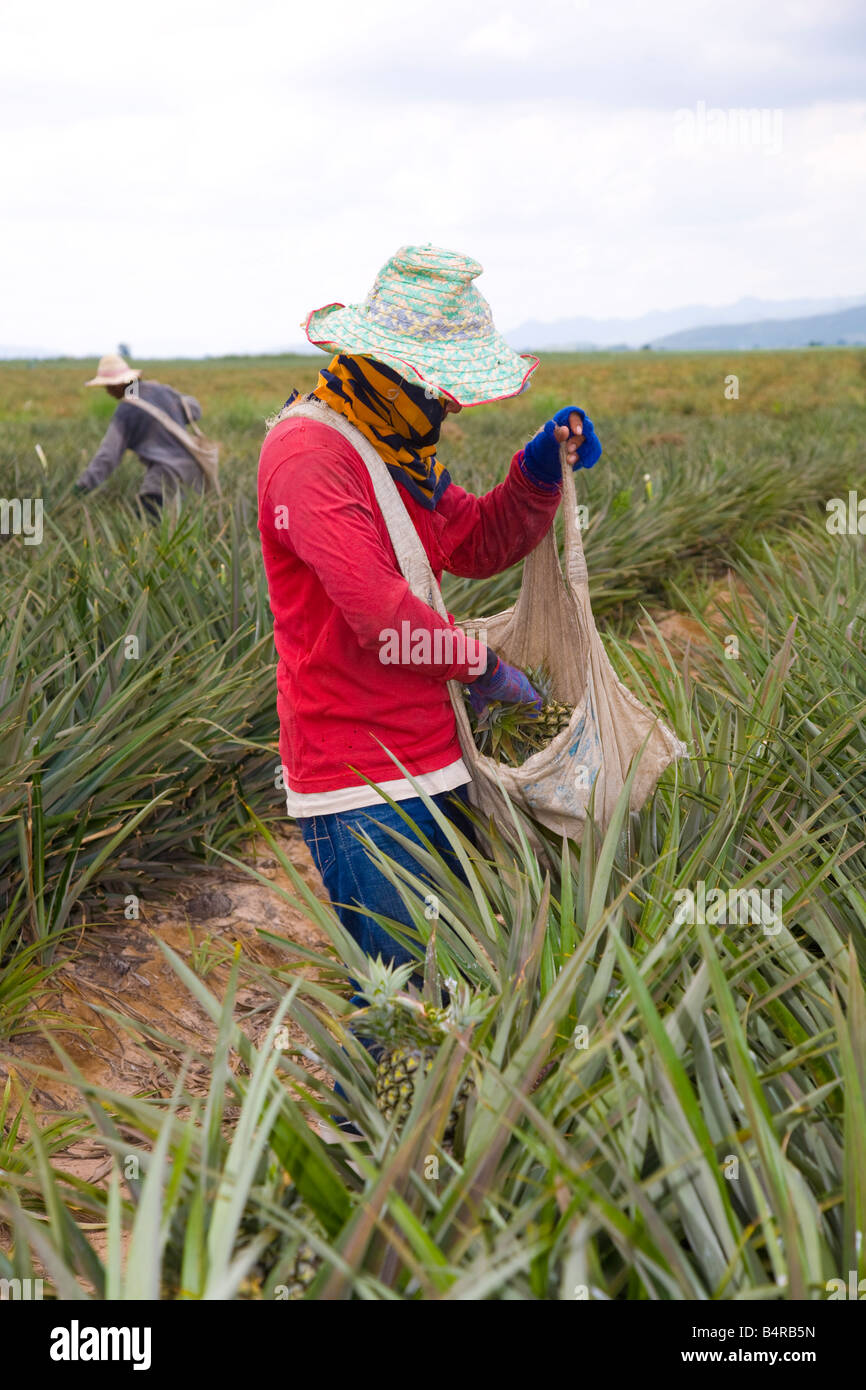 Asian Workers; Pineapples grown by small growers who sell their harvest ...