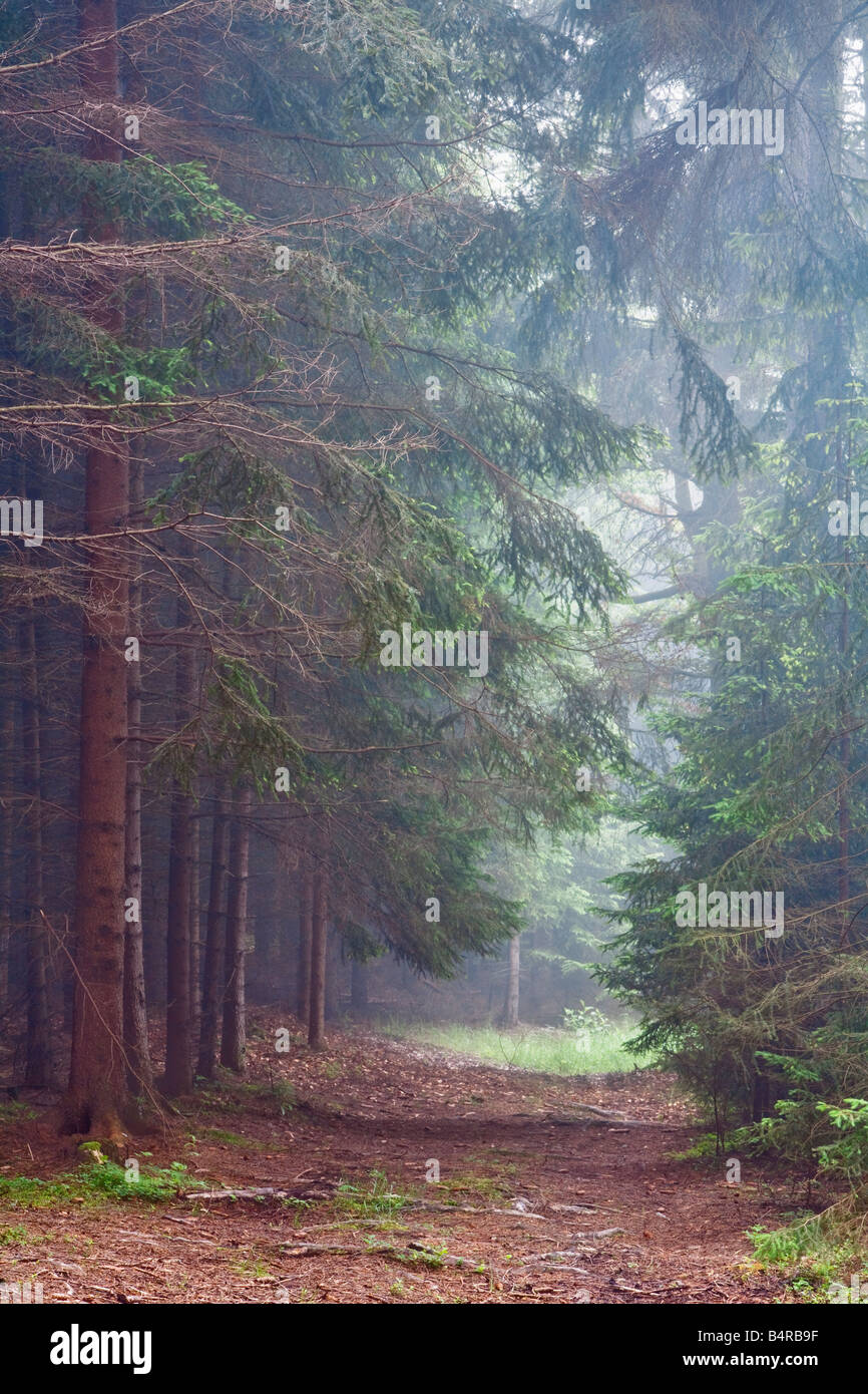 FOREST IN FOG Stock Photo - Alamy