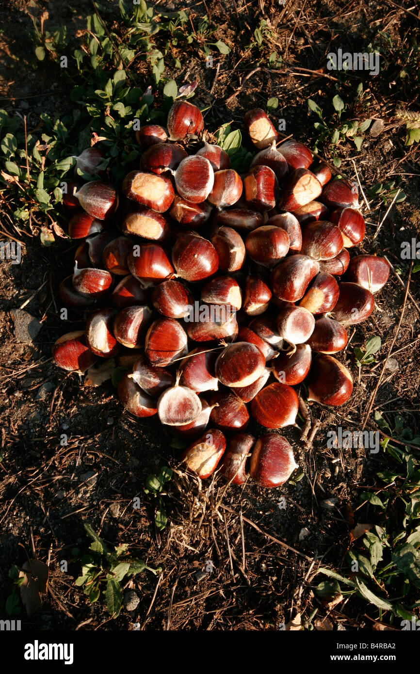 Chestnuts italy hi-res stock photography and images - Alamy