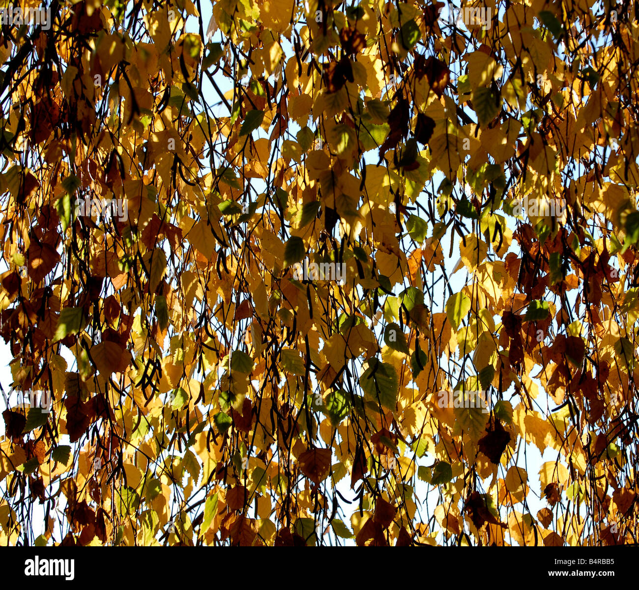 Autumn leaves ready drop off hi-res stock photography and images - Alamy
