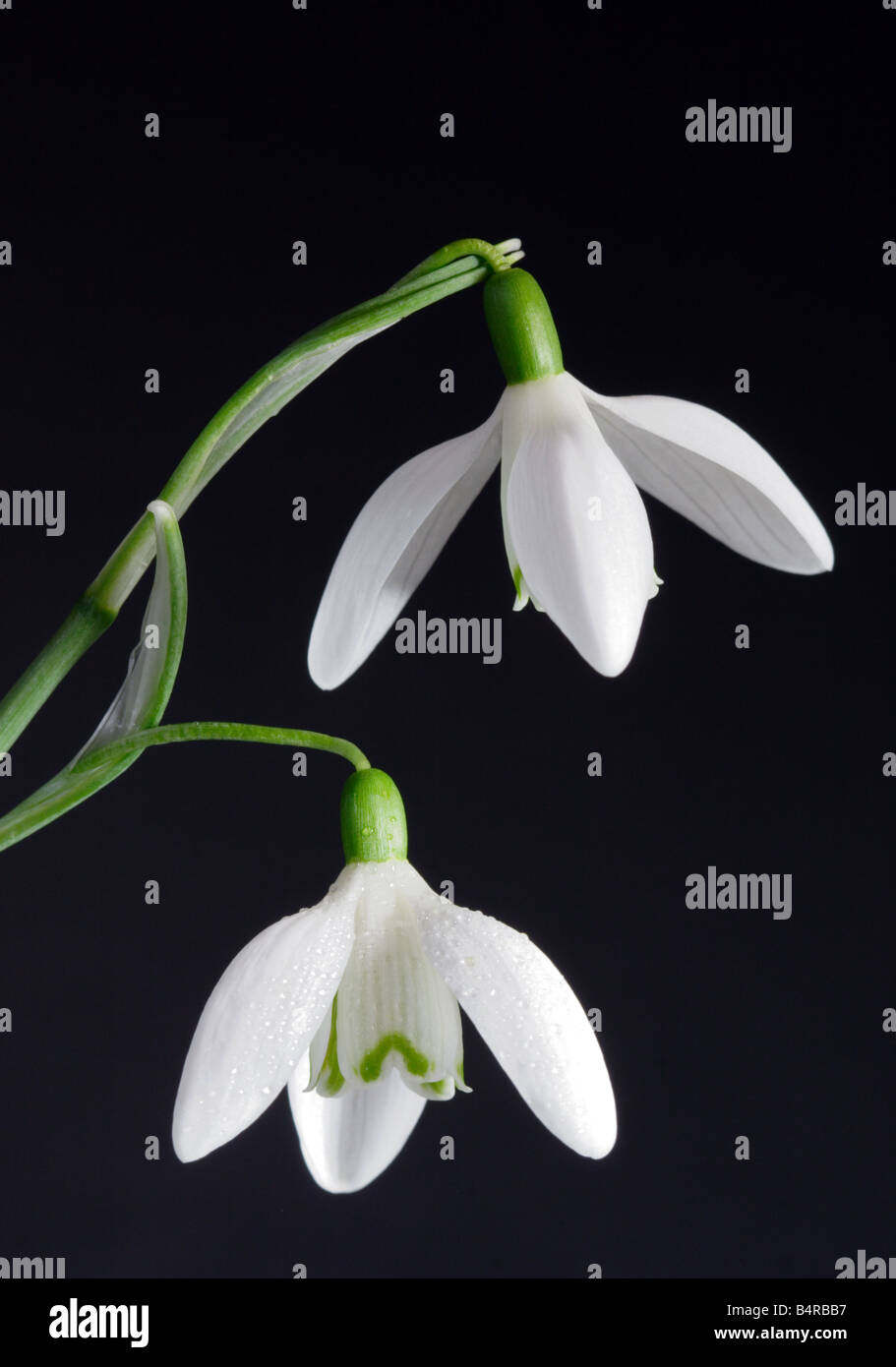 Two Snowdrops on black Stock Photo - Alamy
