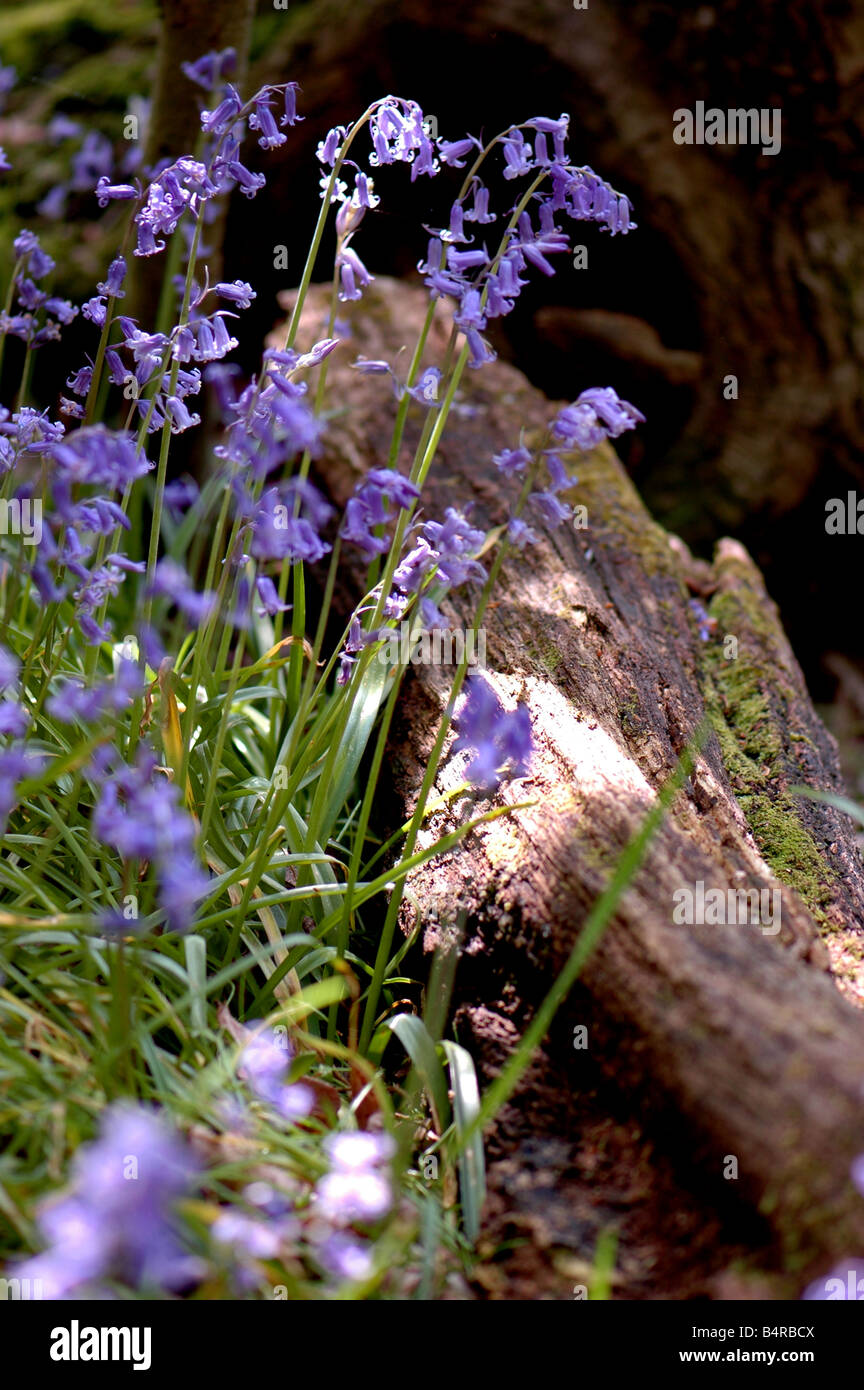Belhus hi-res stock photography and images - Alamy
