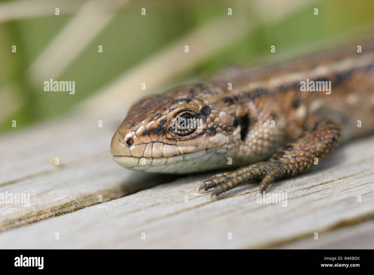 Common lizard adult hi-res stock photography and images - Alamy