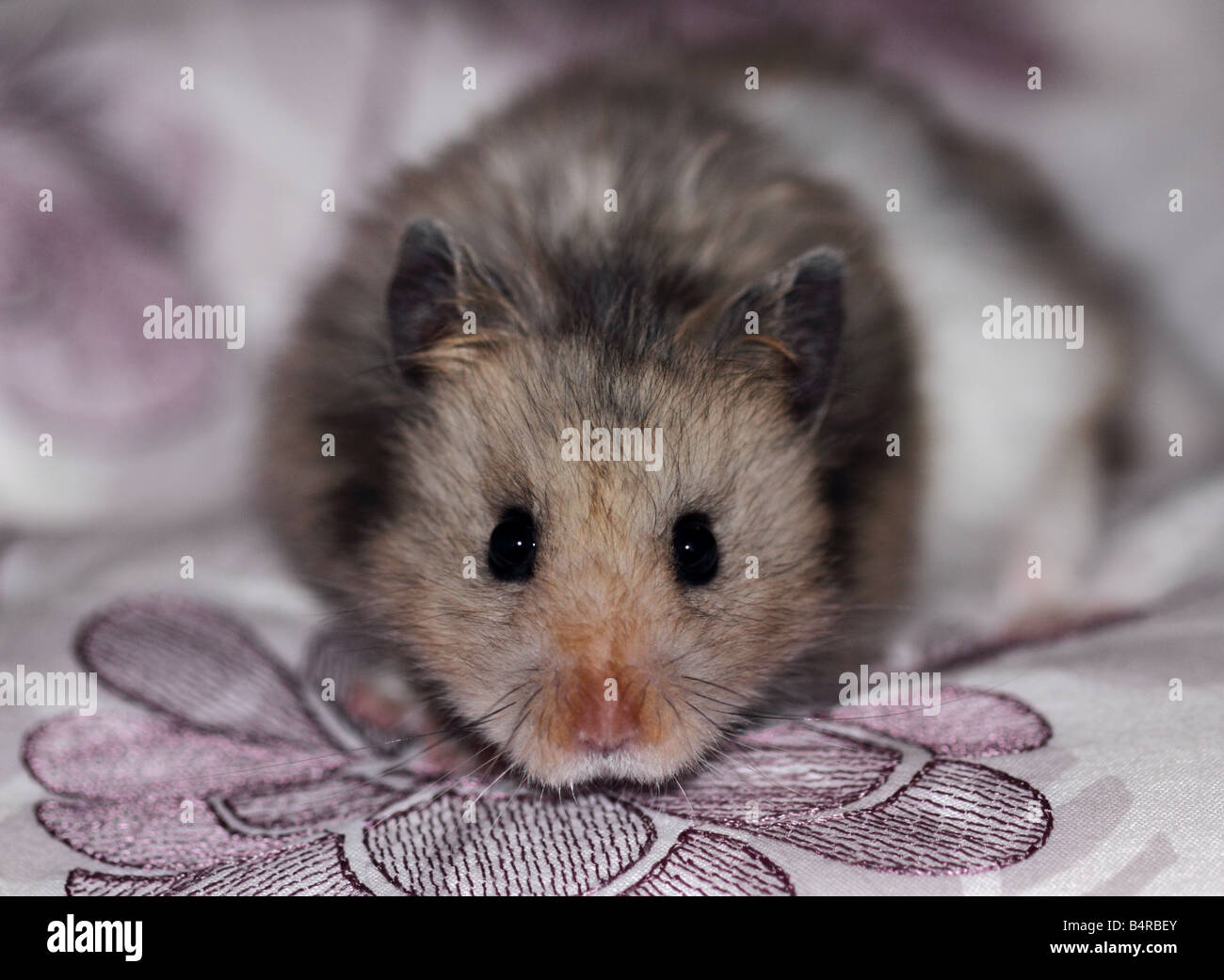 Syrian hamsters hi-res stock photography and images - Alamy