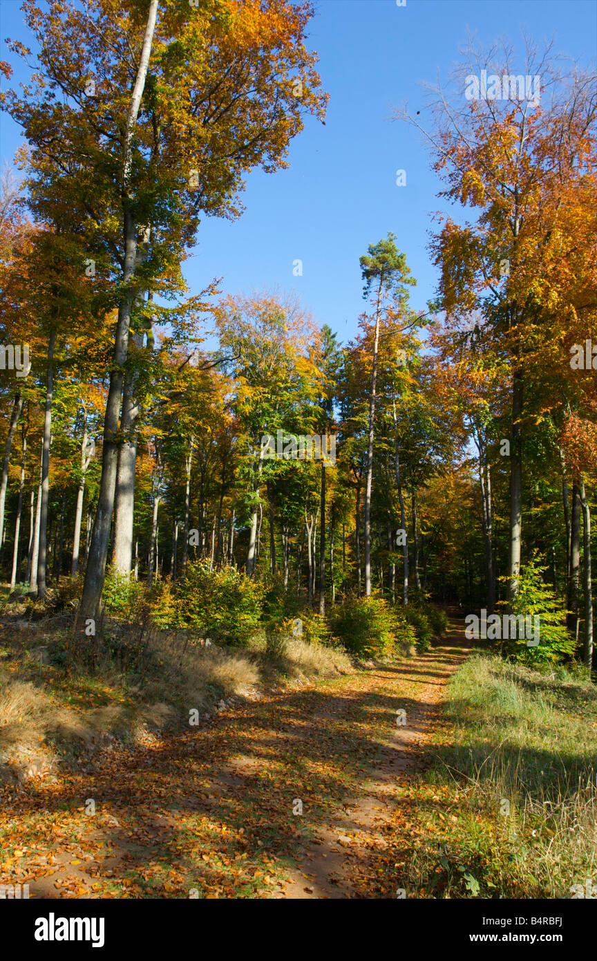 German forest in autumn Stock Photo - Alamy