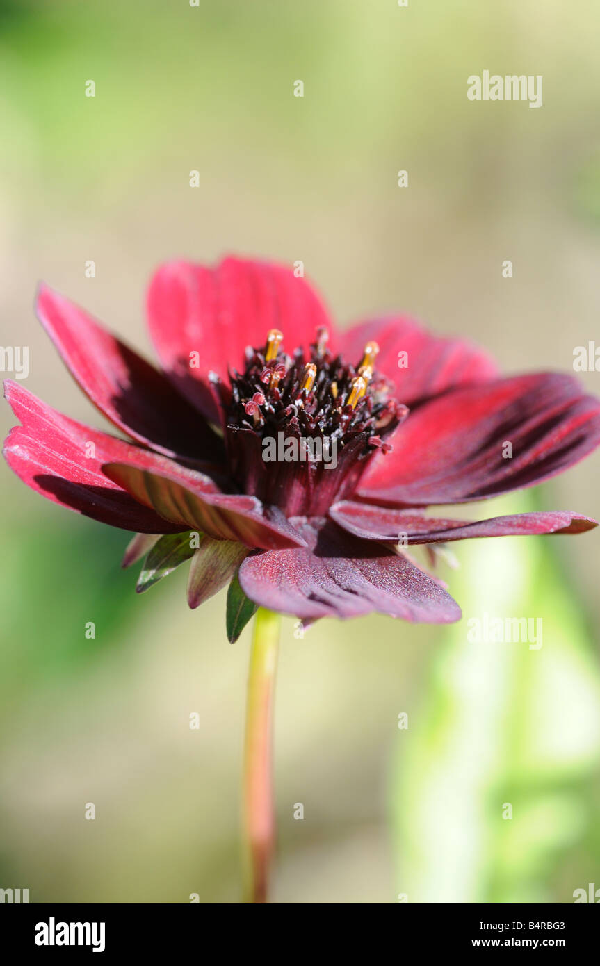 Chocolate cosmos hi-res stock photography and images - Alamy