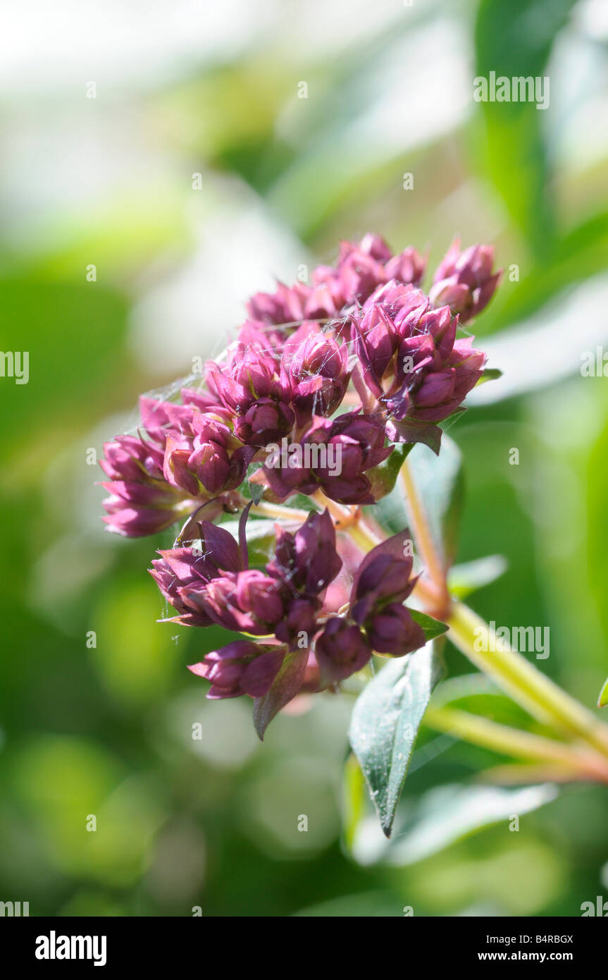 Marjoram flowers hi-res stock photography and images - Alamy