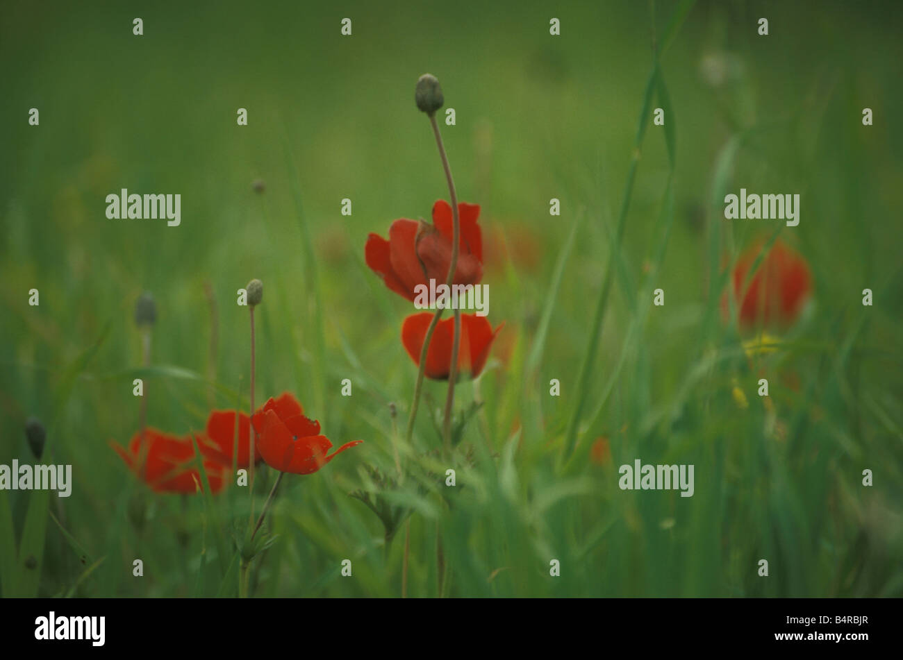 Vegetation plant plants color image images photograph photography ...