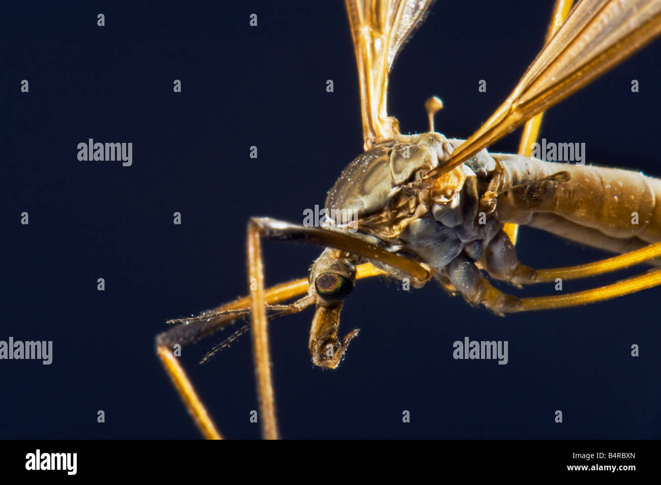 insect cranefly gnat closeup close up makro macro fly gnat cranefly ...