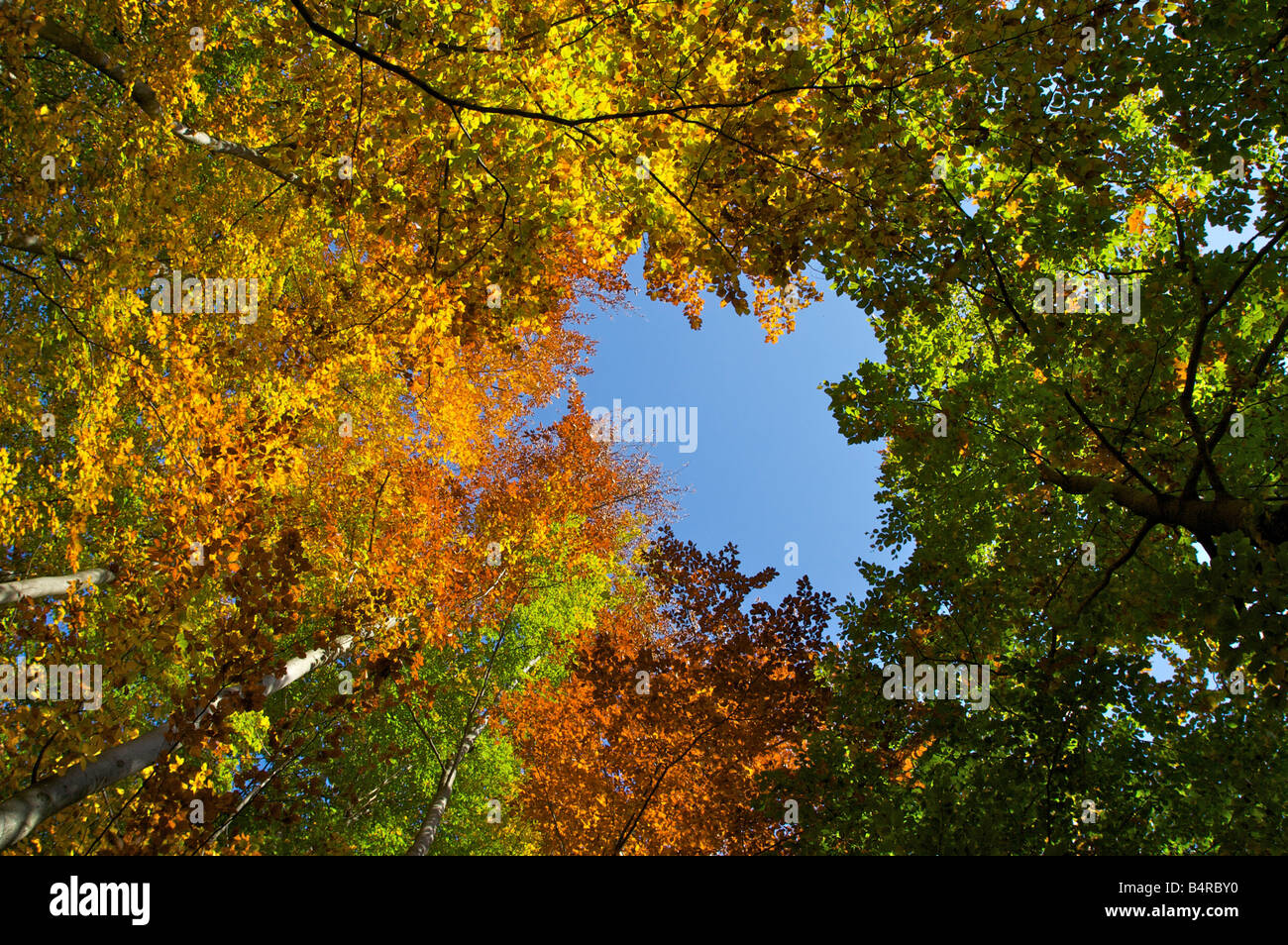 Forest trees in autumn Stock Photo - Alamy