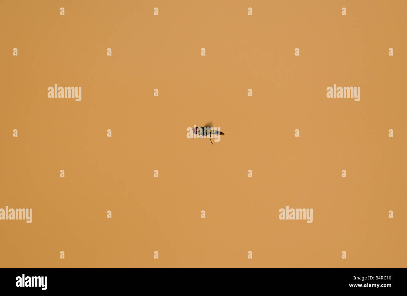 Hovering insect hi-res stock photography and images - Alamy