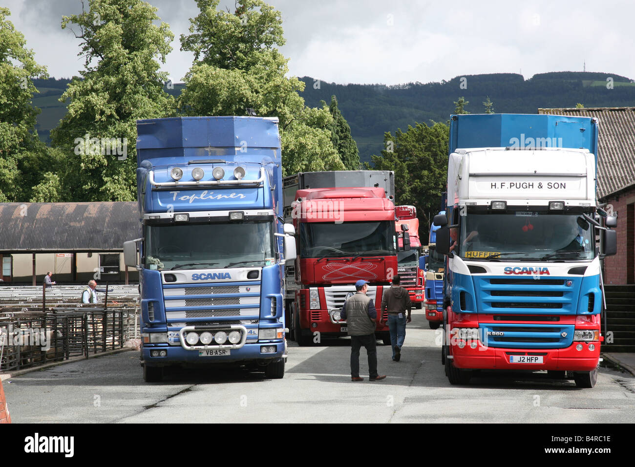 Livestock Lorrys In Welshpool Market Stock Photo - Alamy