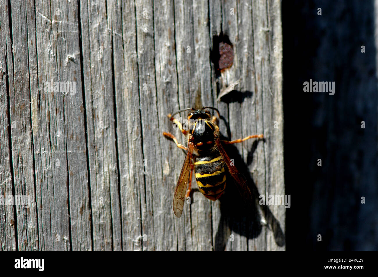 A Common Wasp on a wooden fence panel Stock Photo - Alamy