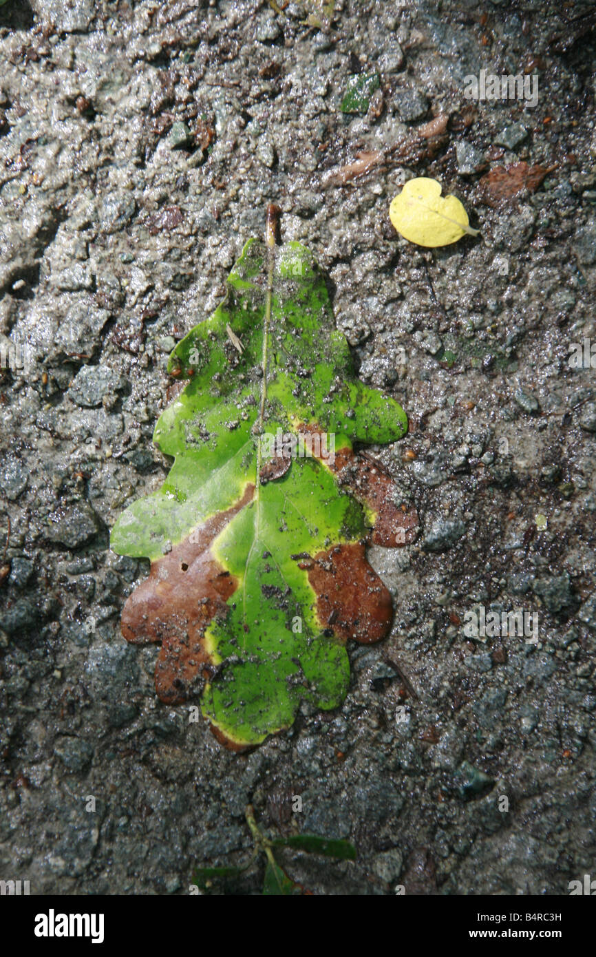 one single fallen leaf on empty wet country road Stock Photo - Alamy
