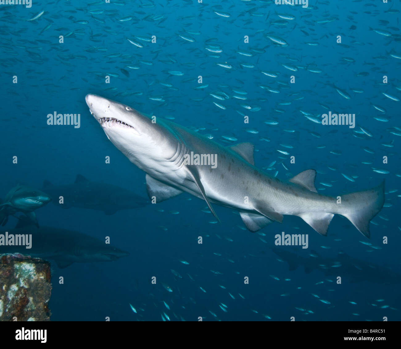 A Sand tiger Shark swims by a school of bait fish while exploring an ...