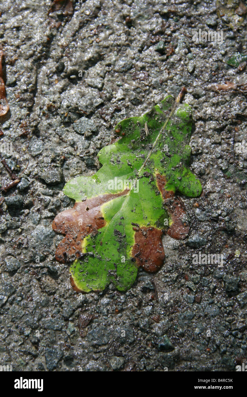 one single fallen leaf on empty wet country road Stock Photo - Alamy