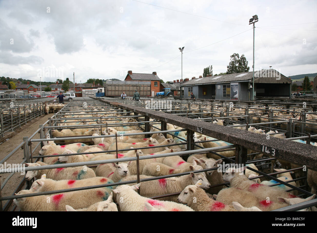Sheep pens hi-res stock photography and images - Alamy