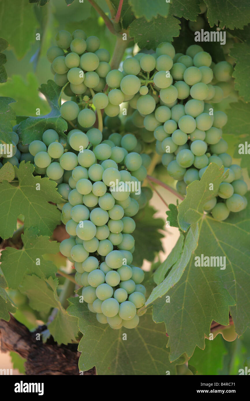 Grapes on vine wine country hi-res stock photography and images - Alamy