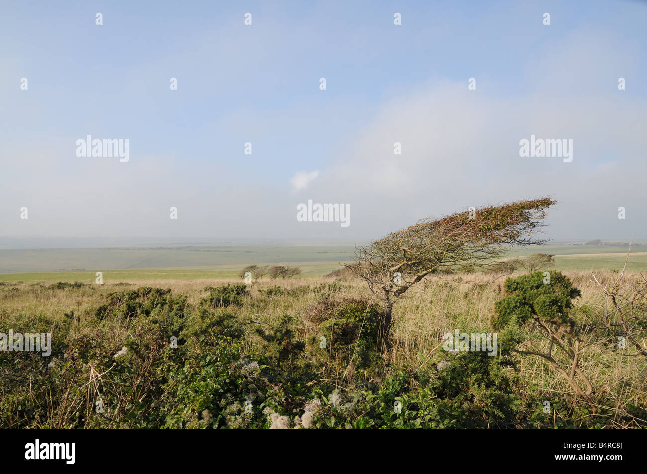 Windswept wind hi-res stock photography and images - Alamy