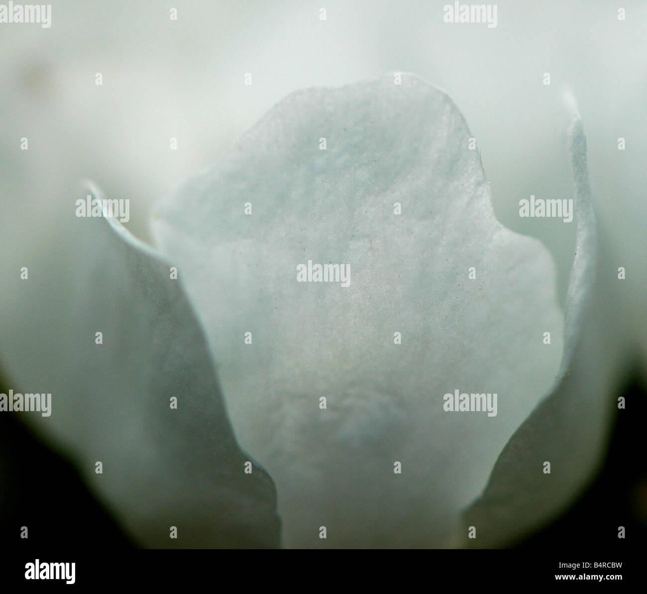 Pear tree blossom close up hi-res stock photography and images - Alamy