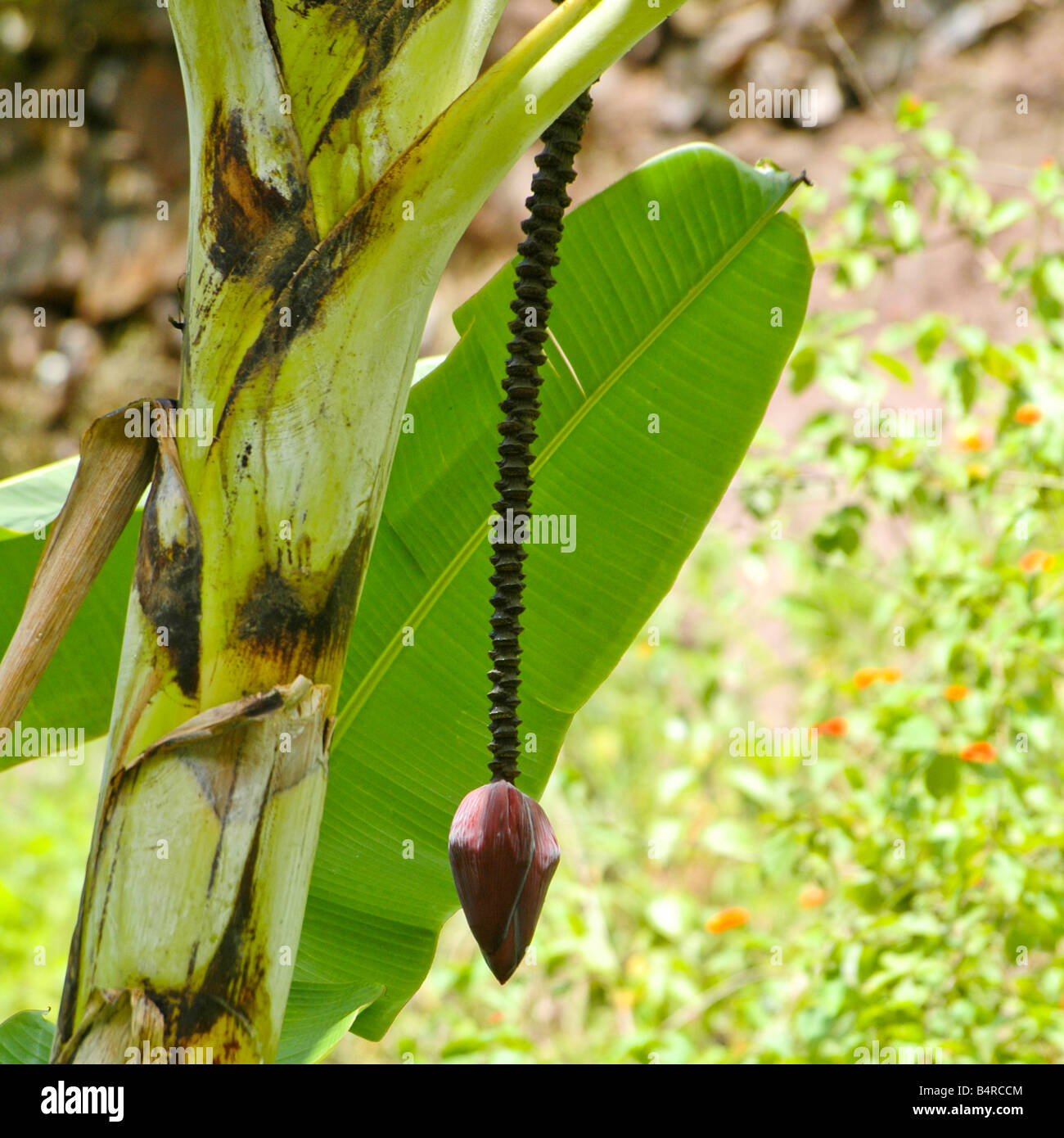close up of banana tree Stock Photo - Alamy