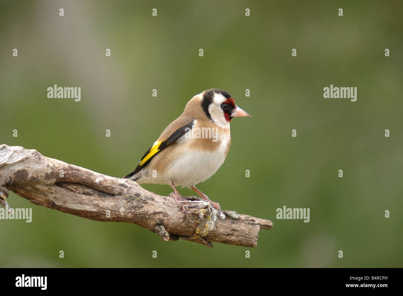 A picture of a bird Stock Photo - Alamy