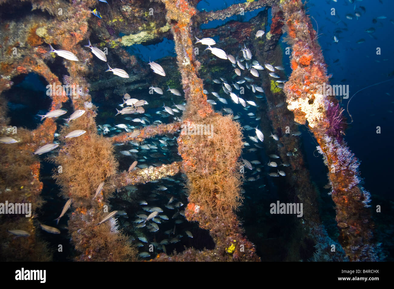 Shipwreck underwater fish hi-res stock photography and images - Alamy