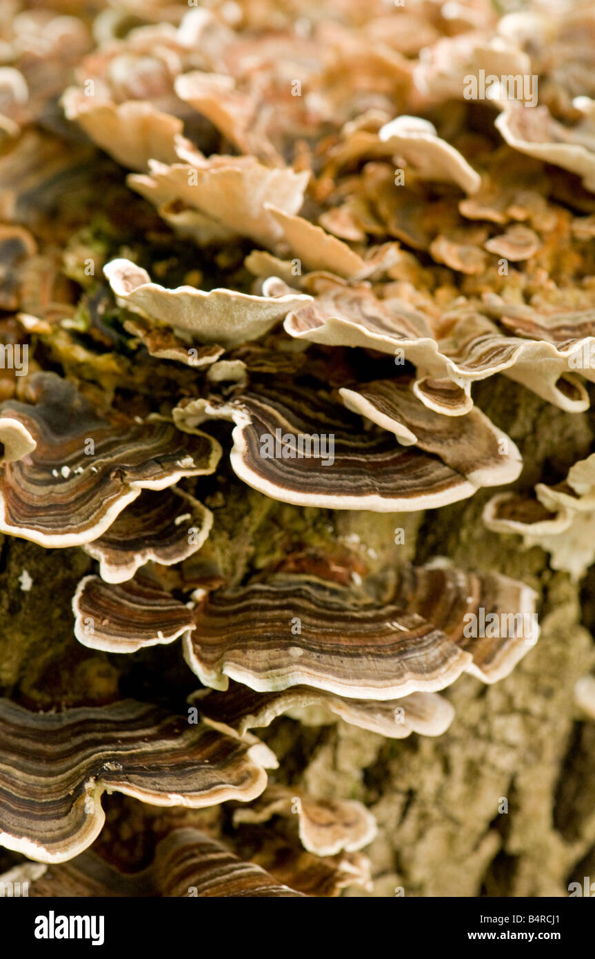 Polypore mushrooms hi-res stock photography and images - Alamy