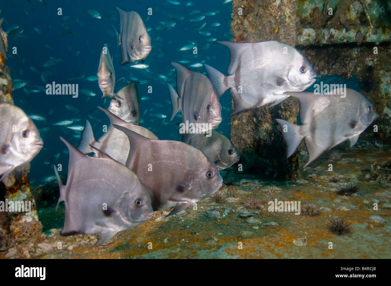 A school of Spadefish swim by the photographer while visiting a ...