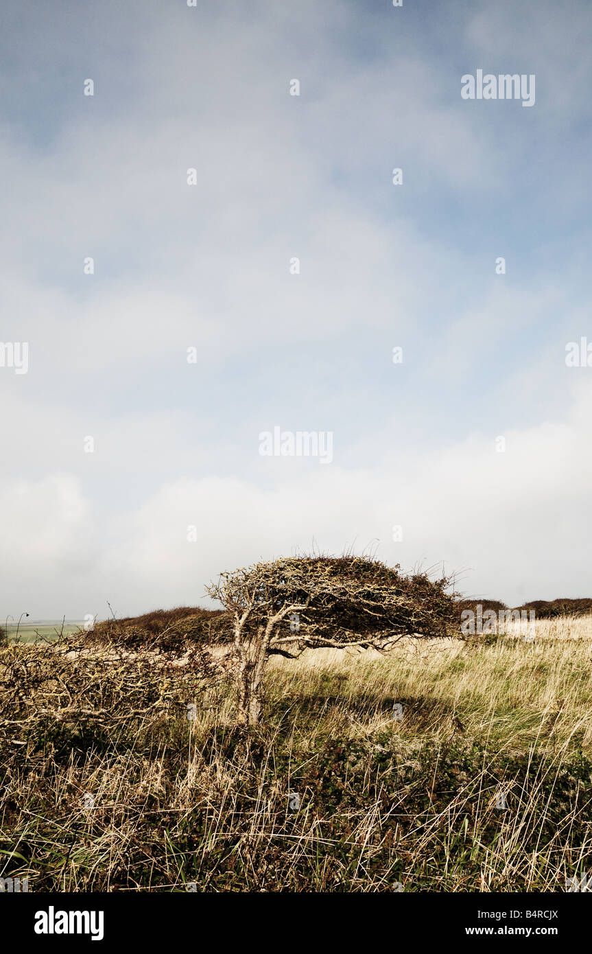 Windswept wind hi-res stock photography and images - Alamy