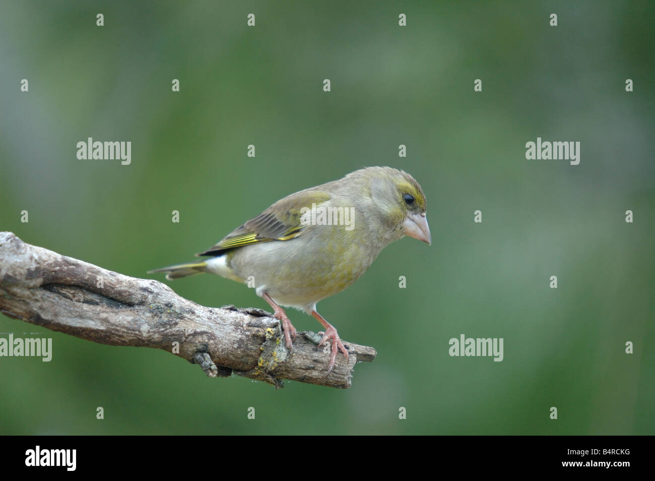 A picture of a bird Stock Photo - Alamy